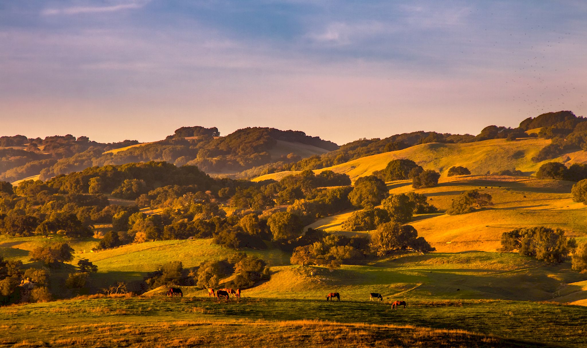 Carneros | The Orchard at Carneros | Experience Luxury