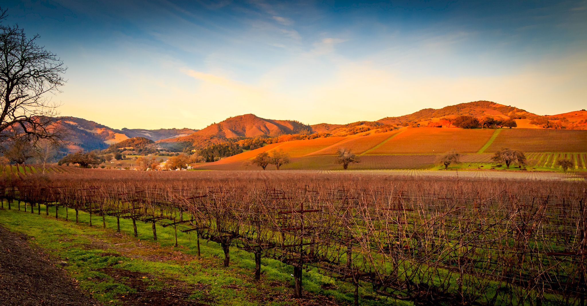Carneros | The Orchard at Carneros | Experience Luxury