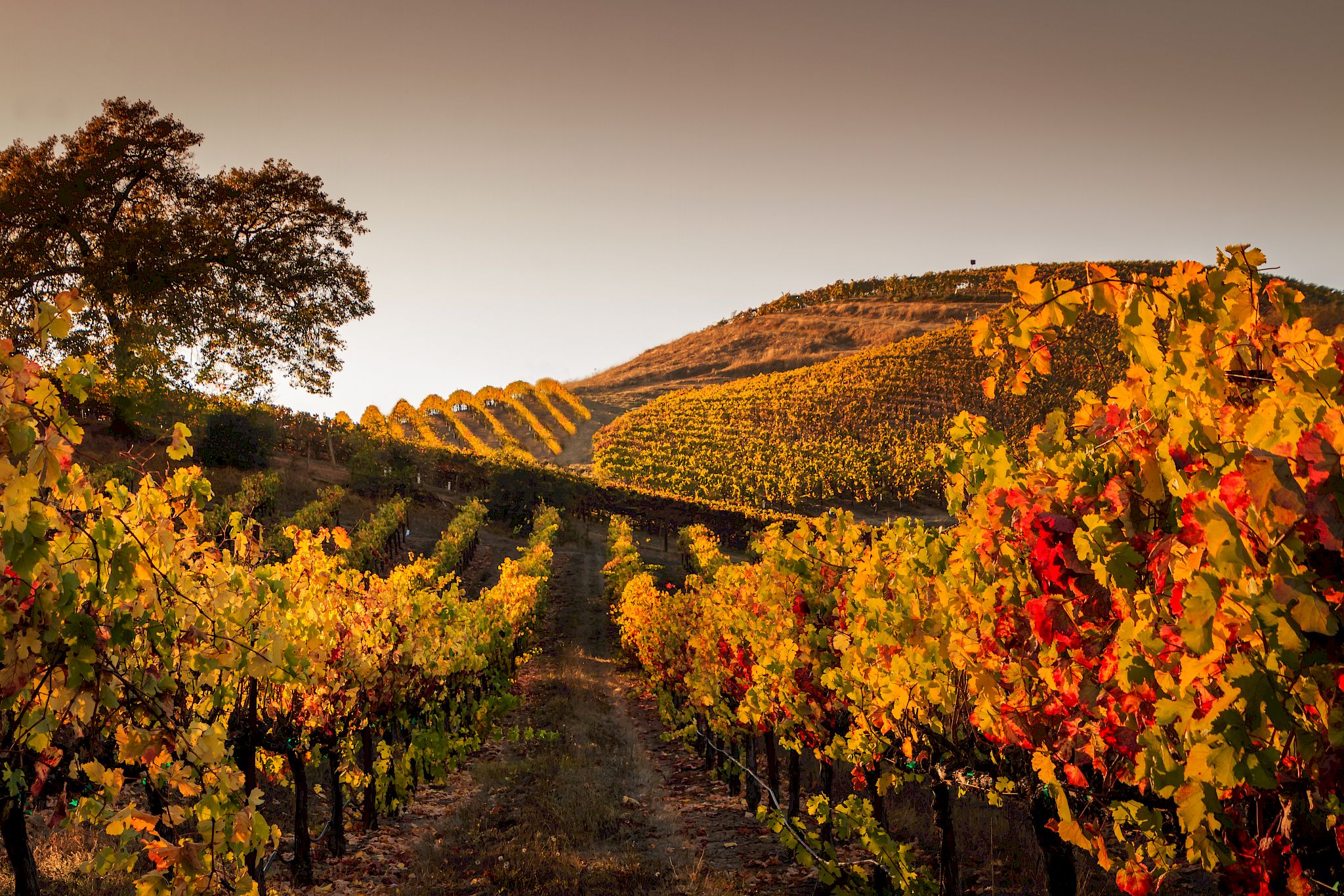 Carneros | The Orchard at Carneros | Experience Luxury